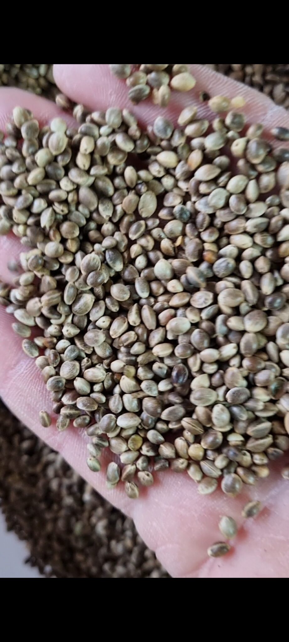 chanvre/chenevis moyen premium